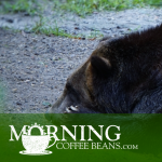 The Power of Compassion - Short Stories