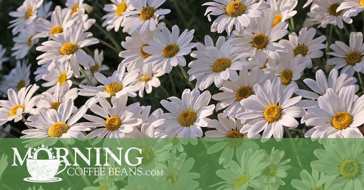 A Child and a Flower - Short Stories