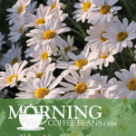 The Power of Compassion - Short Stories