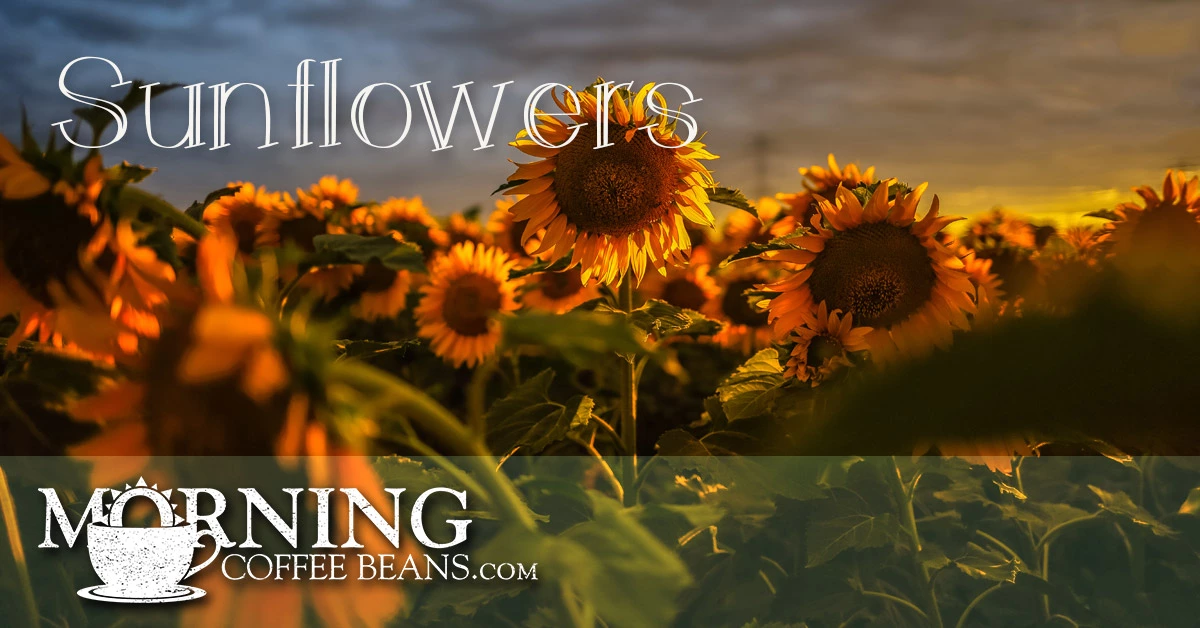 SUNFLOWERS - Short Stories